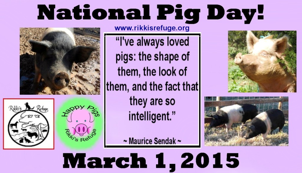 National Pig Day! | Rikki's Refuge Animal Sanctuary